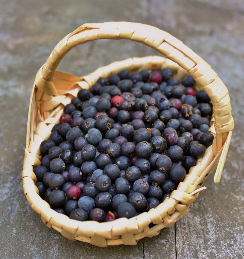 Huckleberry Picking - Creston Valley Insurance